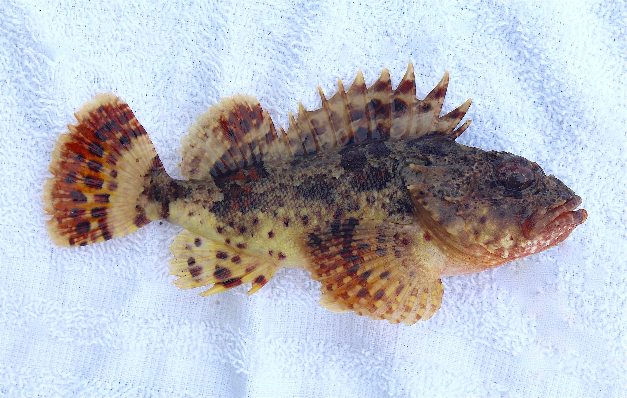 California Scorpionfish - Pier Fishing in California