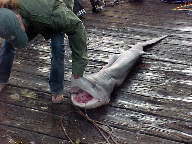 Seven.Gill.Shark_Goleta_2009_12.1 - Pier Fishing in California Seven.Gill.Shark_Goleta_2009_12.1 - Pier Fishing in California