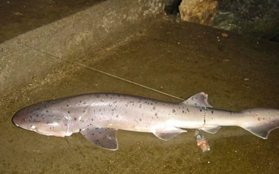 Broadnose Sevengill Shark - Pier Fishing in California Broadnose Sevengill Shark - Pier Fishing in California