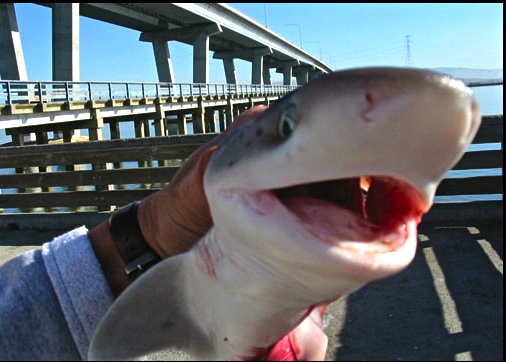 Sevengill Shark - Pier Fishing in California Sevengill Shark - Pier Fishing in California