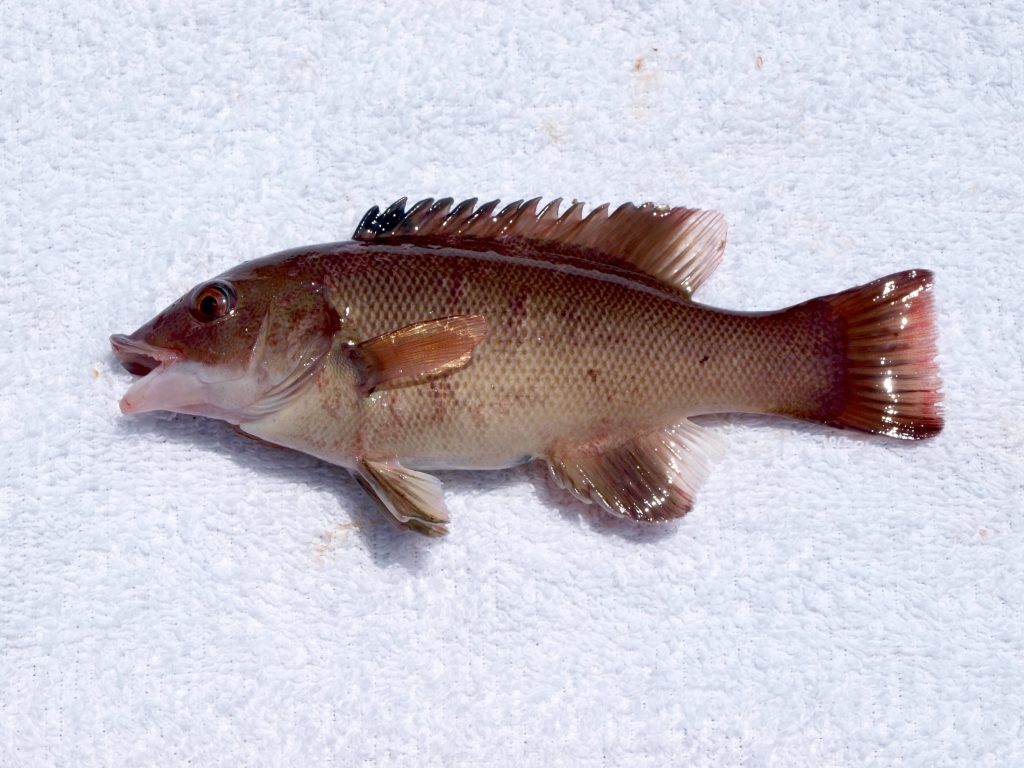 California Sheephead - Pier Fishing in California