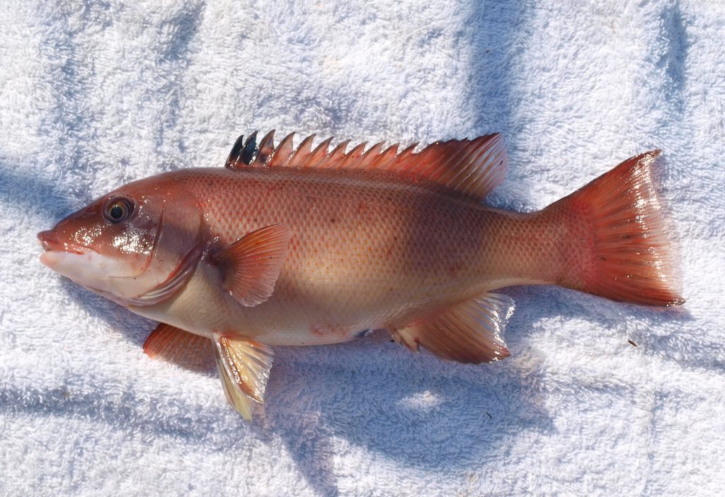 California Sheephead - Pier Fishing in California
