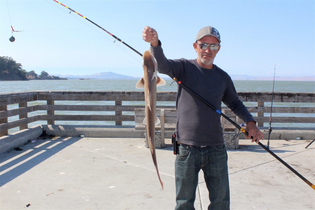 Soupfin.Shark_McNears_2018_Simon.1 - Pier Fishing in California