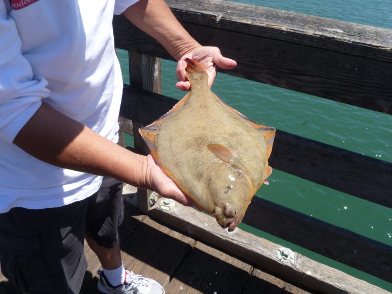 Starry Flounder - Pier Fishing in California