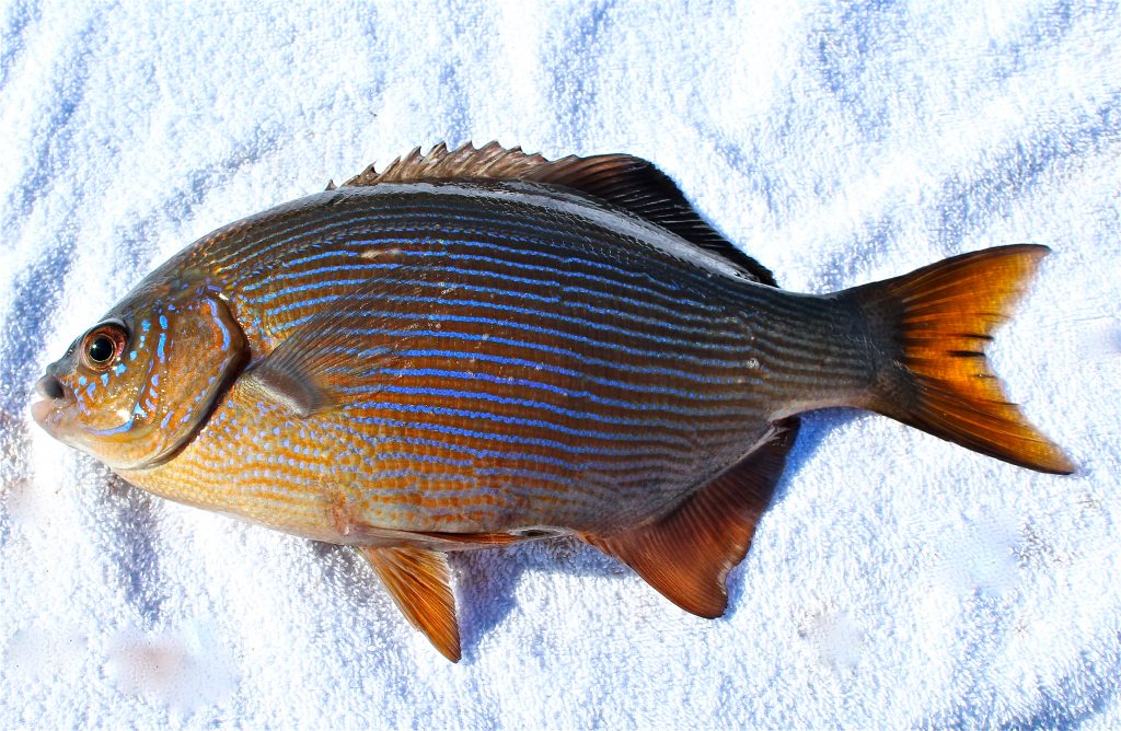 Striped Seaperch - Pier Fishing in California