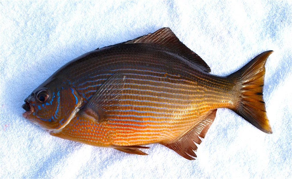 Striped Seaperch - Pier Fishing in California