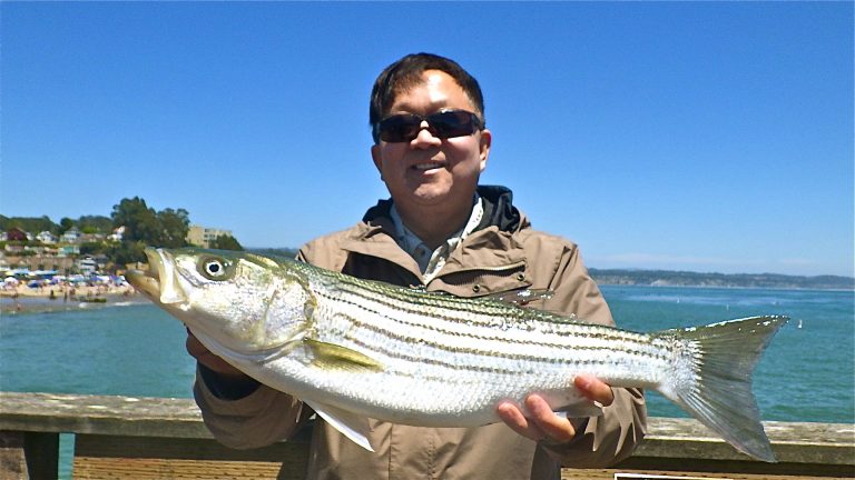 Striped Bass - Pier Fishing in California