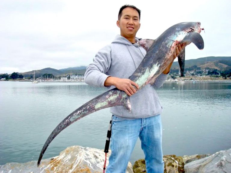 Common Thresher Shark - Pier Fishing in California