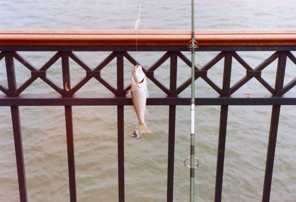Pier 7 - San Francisco - Pier Fishing in California