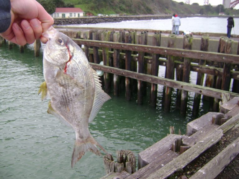 Fort Point Pier aka Torpedo Wharf — San Francisco - Pier Fishing in ...