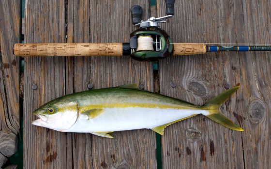California Yellowtail - Pier Fishing in California