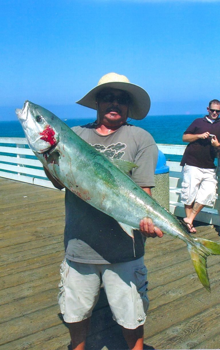 California Yellowtail - Pier Fishing in California