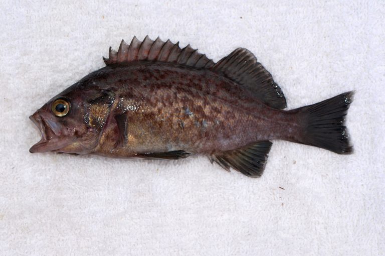 Blue Rockfish - Pier Fishing in California