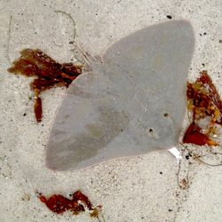 California Butterfly Ray - Pier Fishing in California