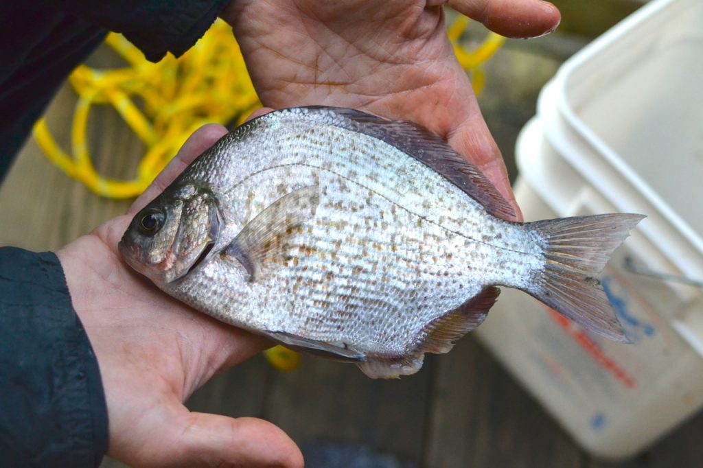 Calico Surfperch - Pier Fishing in California