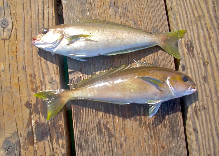 Ocean Whitefish - Pier Fishing in California