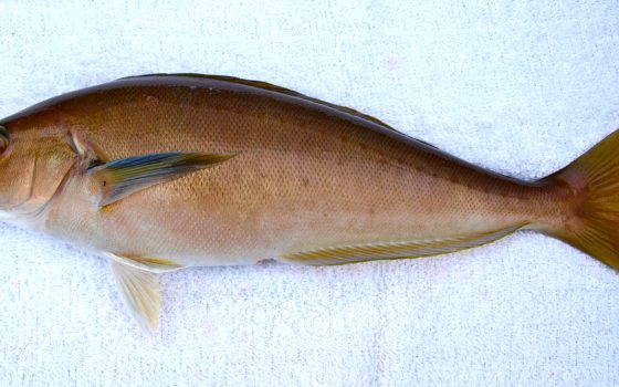 Ocean Whitefish - Pier Fishing in California