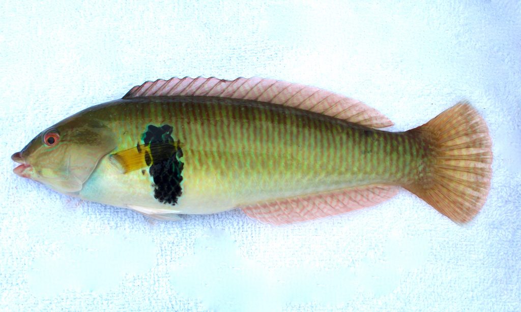 Senorita Fish