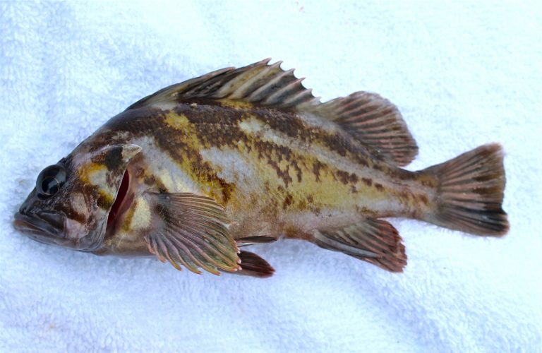 Copper Rockfish - Pier Fishing in California