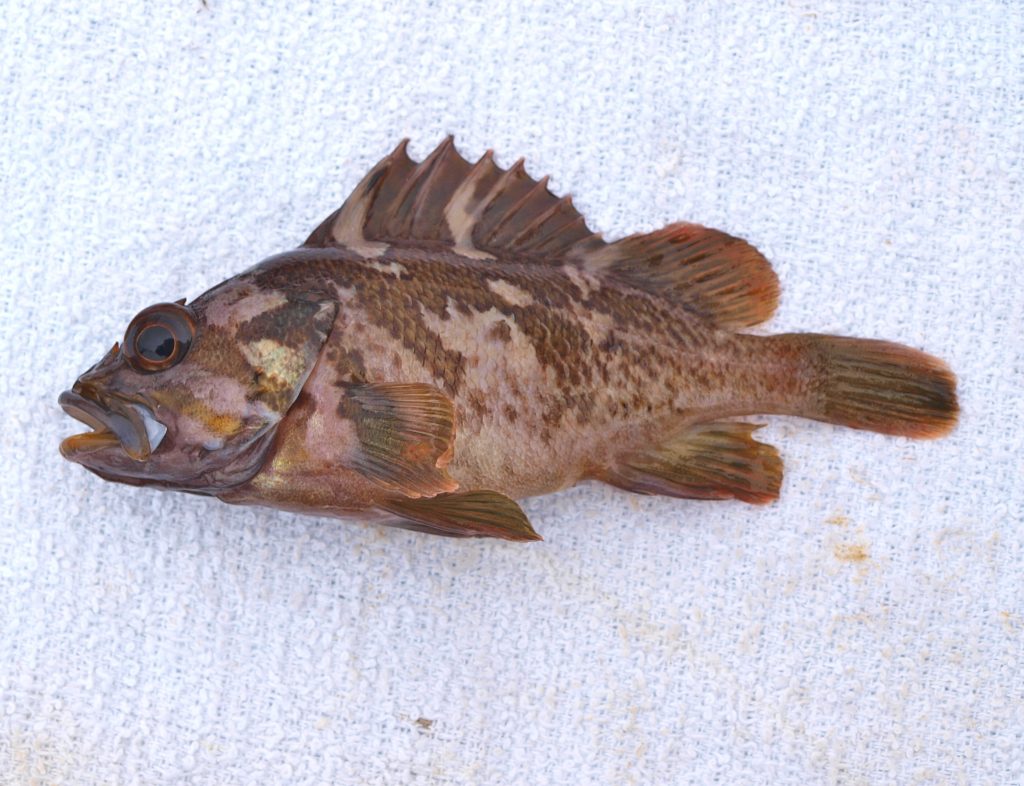 Gopher Rockfish - Pier Fishing in California