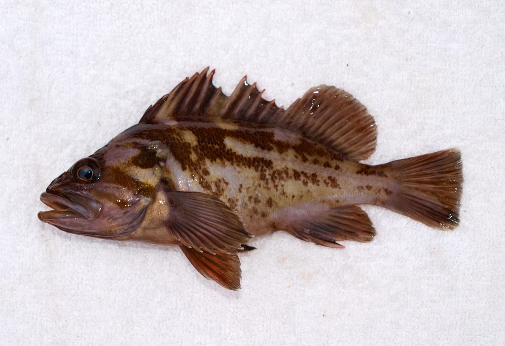 Gopher Rockfish - Pier Fishing in California