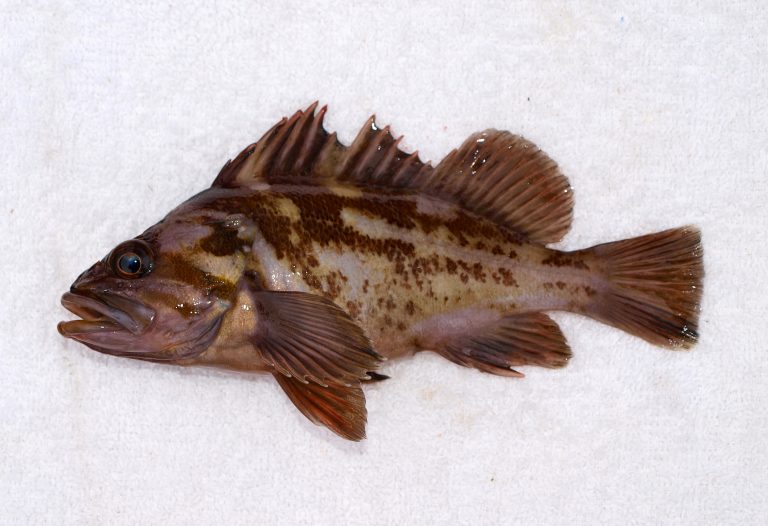 Gopher Rockfish - Pier Fishing in California