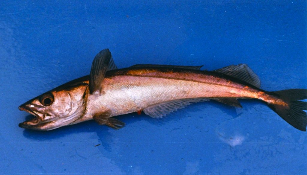 Pacific Hake - Pier Fishing in California