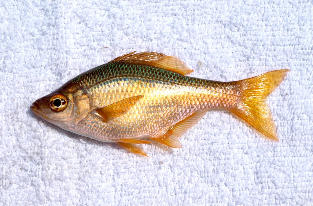 Kelp Perch - Pier Fishing in California