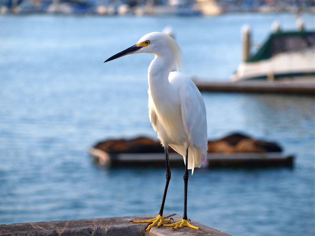 Oceanside Small Craft Harbor Fishing Pier - Pier Fishing in California