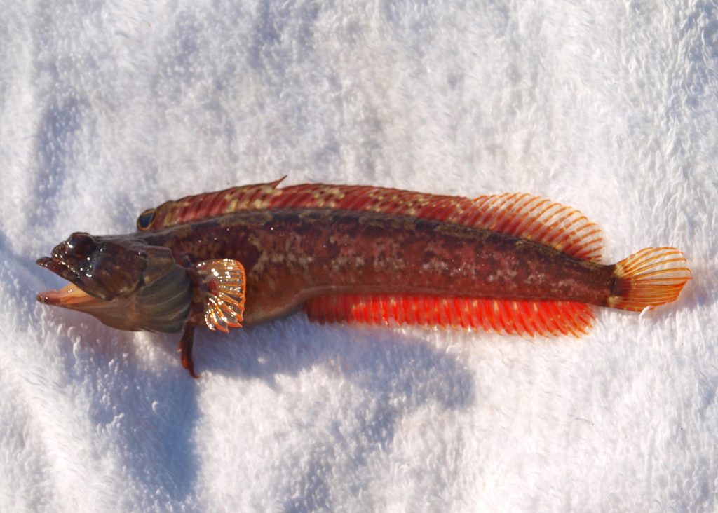 Goleta Pier - Pier Fishing in California