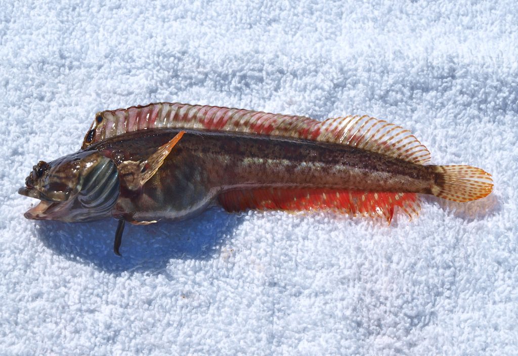 Onespot Fringehead - Pier Fishing in California