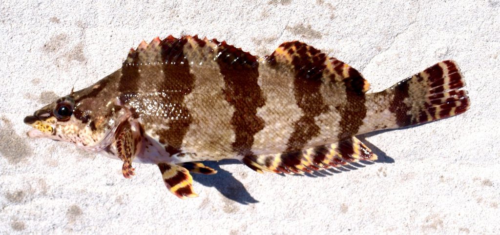 Painted Greenling - Pier Fishing in California