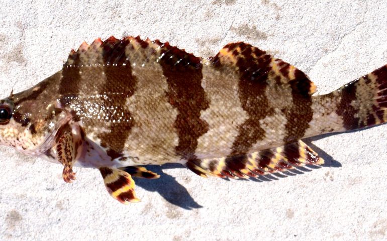 Painted Greenling - Pier Fishing in California