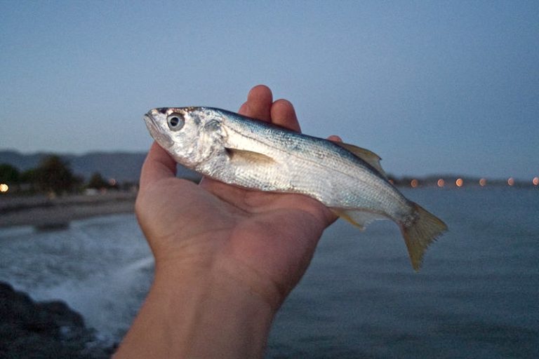 Queenfish - Pier Fishing in California