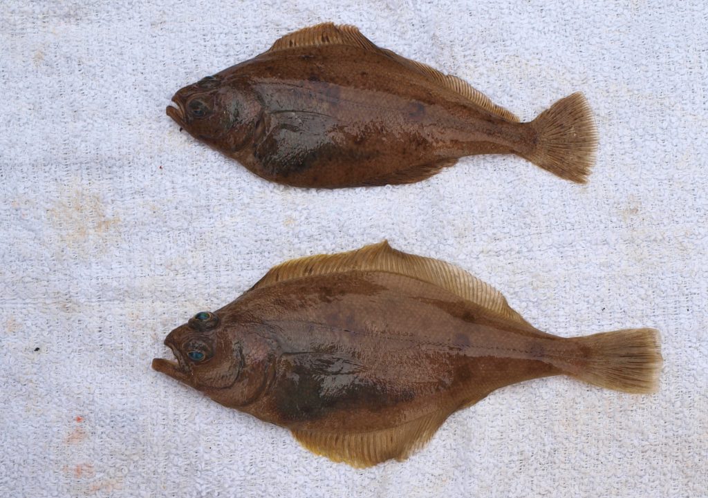 Pacific Sanddab - Pier Fishing in California