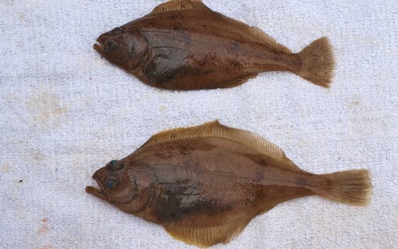 Pacific Sanddab - Pier Fishing in California