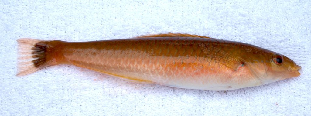 Señorita - Pier Fishing in California