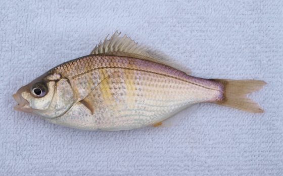 Shiner Perch - Pier Fishing in California