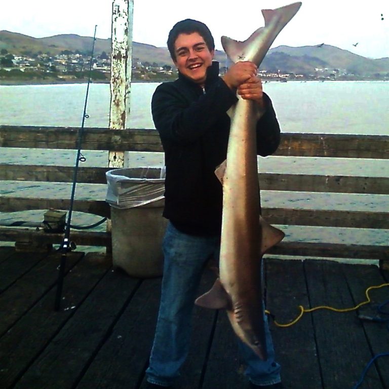 Soupfin Shark - Pier Fishing in California