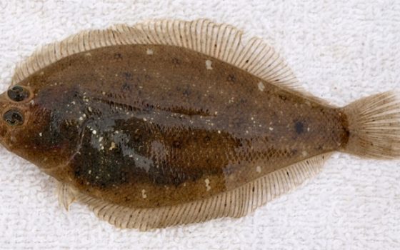 Flatfish Archives - Pier Fishing in California