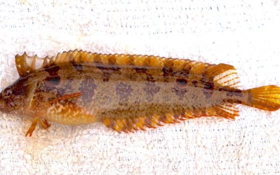 Spotted Kelpfish - Pier Fishing in California