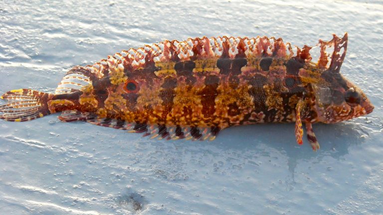 Striped Kelpfish - Pier Fishing in California