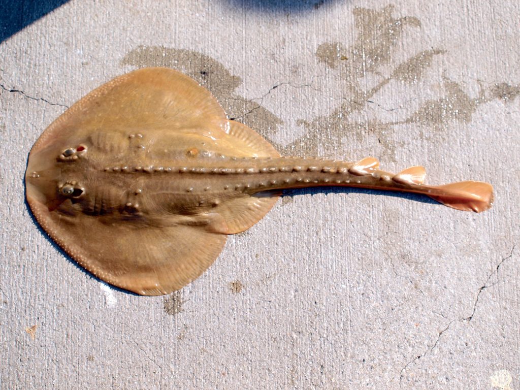 Thornback Ray - Pier Fishing in California