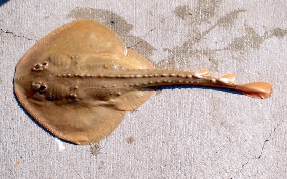 Thornback Ray - Pier Fishing in California