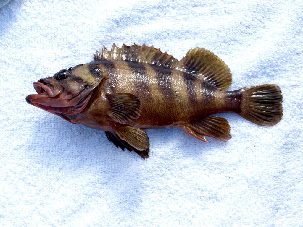 Treefish - Pier Fishing in California