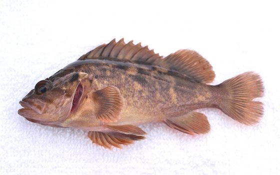 Brown Rockfish - Pier Fishing in California