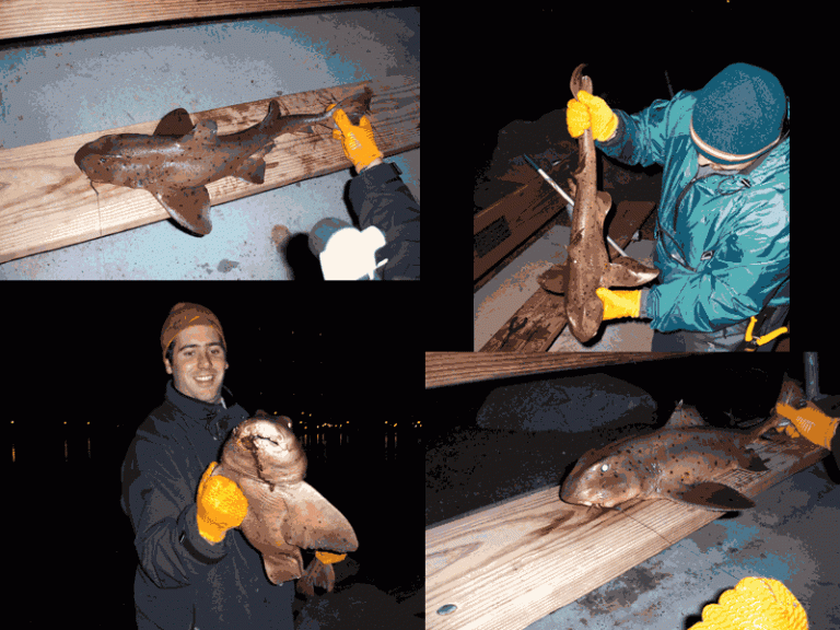 Morro Bay North T-Pier - Pier Fishing in California