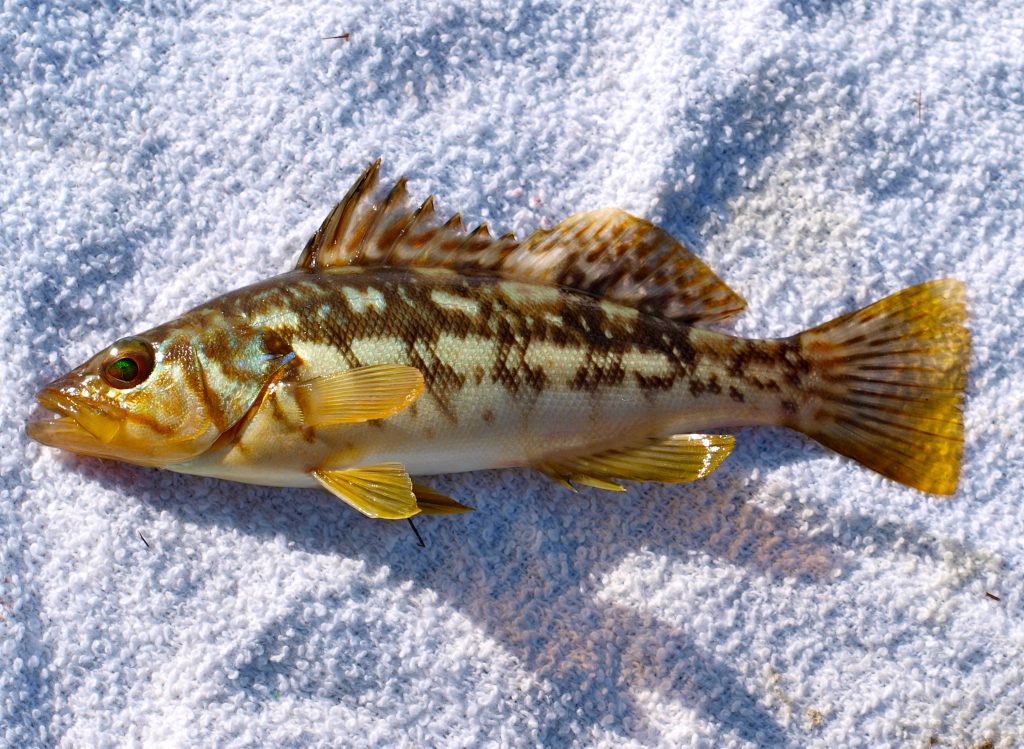 Shelter Island Pier — San Diego - Pier Fishing in California