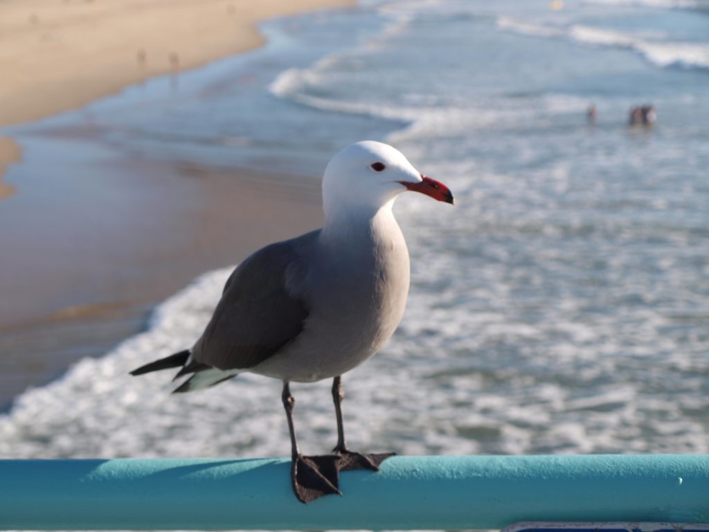 Manhattan Beach Pier - Pier Fishing in California