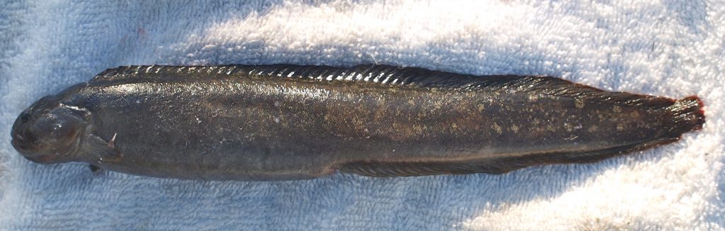 Monkeyface Eel - Pier Fishing in California